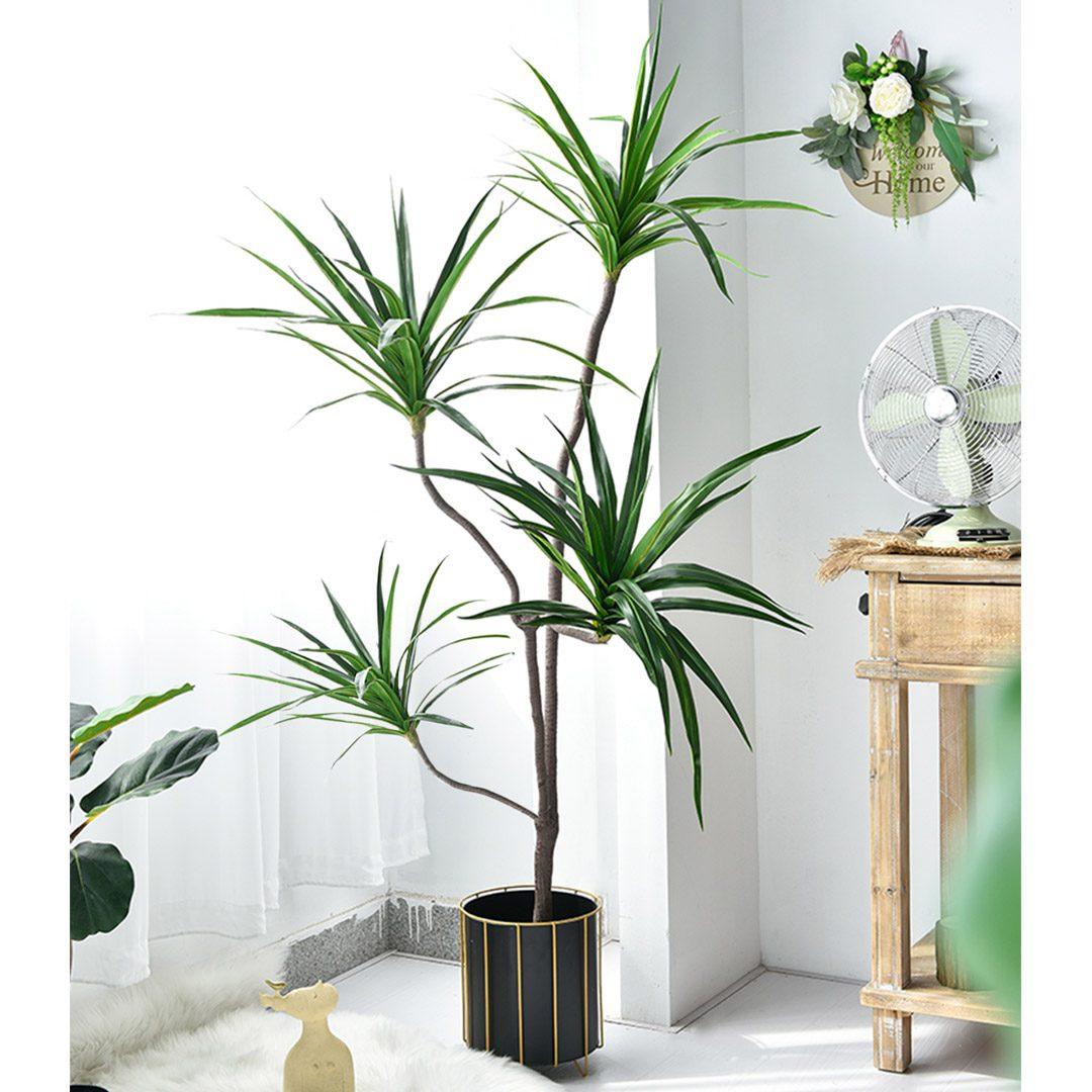 Shop Brazilian Iron Tree. Free Shipping - OzGalore